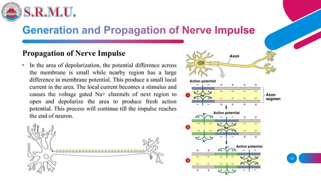 Mechanism of Generation and Propagation of Nerve Impulse.pptx | Biological Sciences | Science