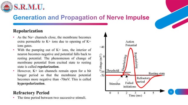 Mechanism of Generation and Propagation of Nerve Impulse.pptx ...