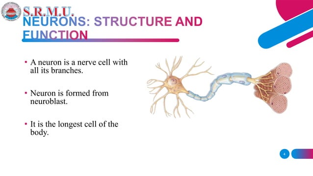 Mechanism of Generation and Propagation of Nerve Impulse.pptx | Biological Sciences | Science