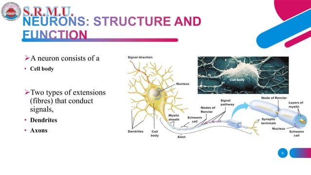 Mechanism of Generation and Propagation of Nerve Impulse.pptx | Biological Sciences | Science