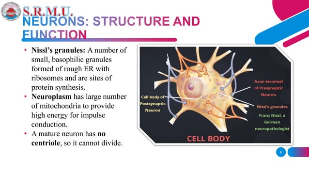 Mechanism of Generation and Propagation of Nerve Impulse.pptx | Biological Sciences | Science