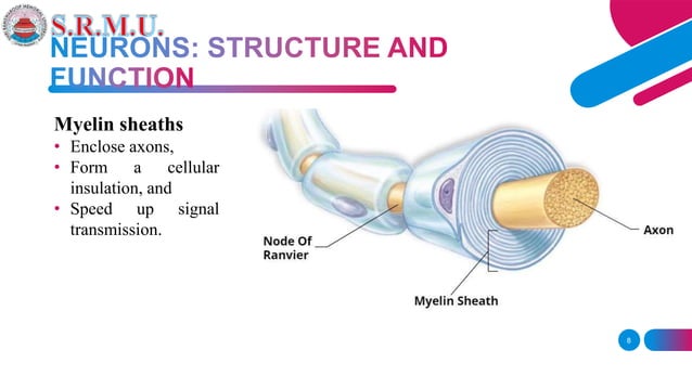 Mechanism of Generation and Propagation of Nerve Impulse.pptx | Biological Sciences | Science