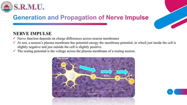 Mechanism of Generation and Propagation of Nerve Impulse.pptx | Biological Sciences | Science