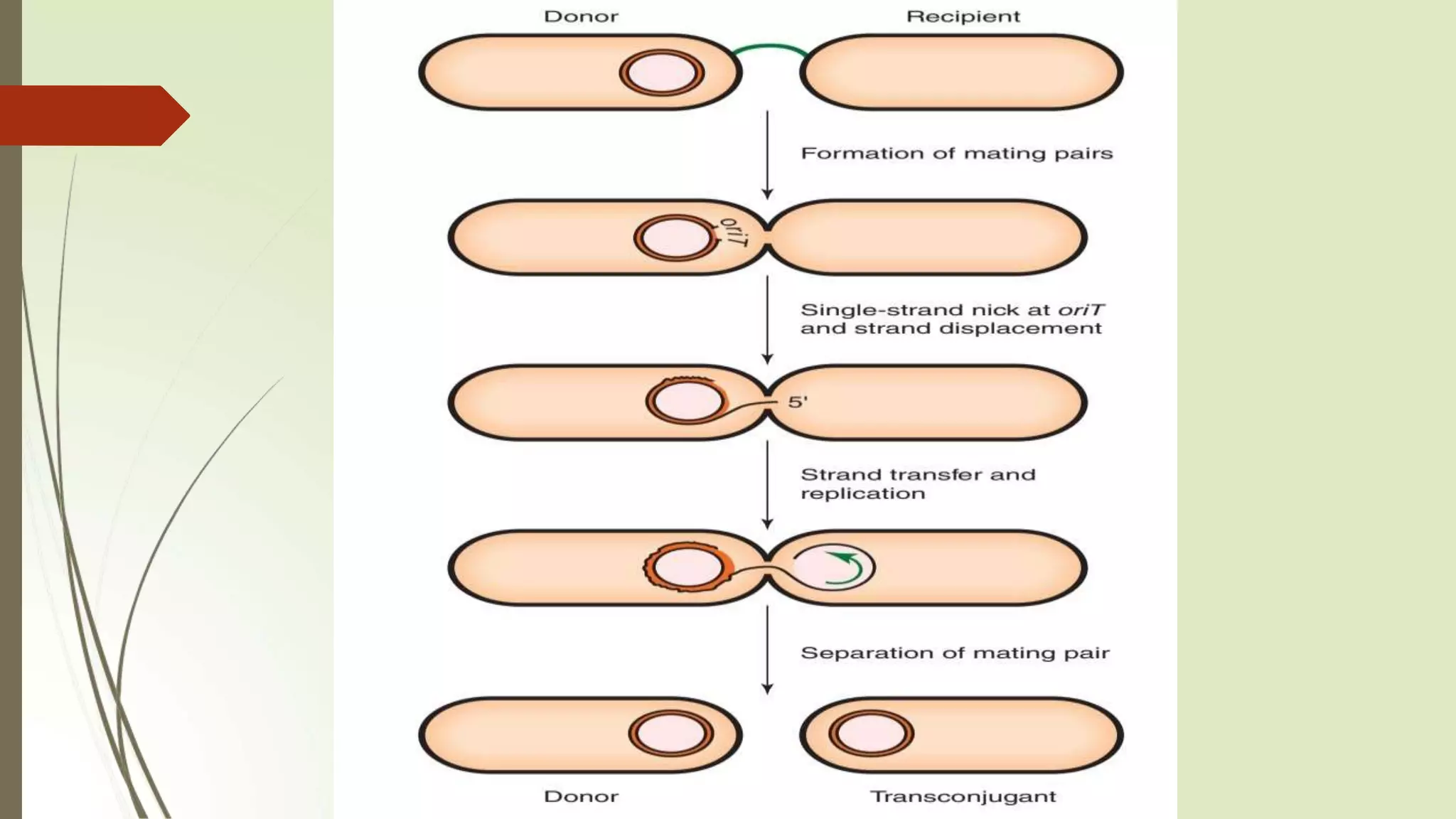 Mechanism of gene transfer.pptx