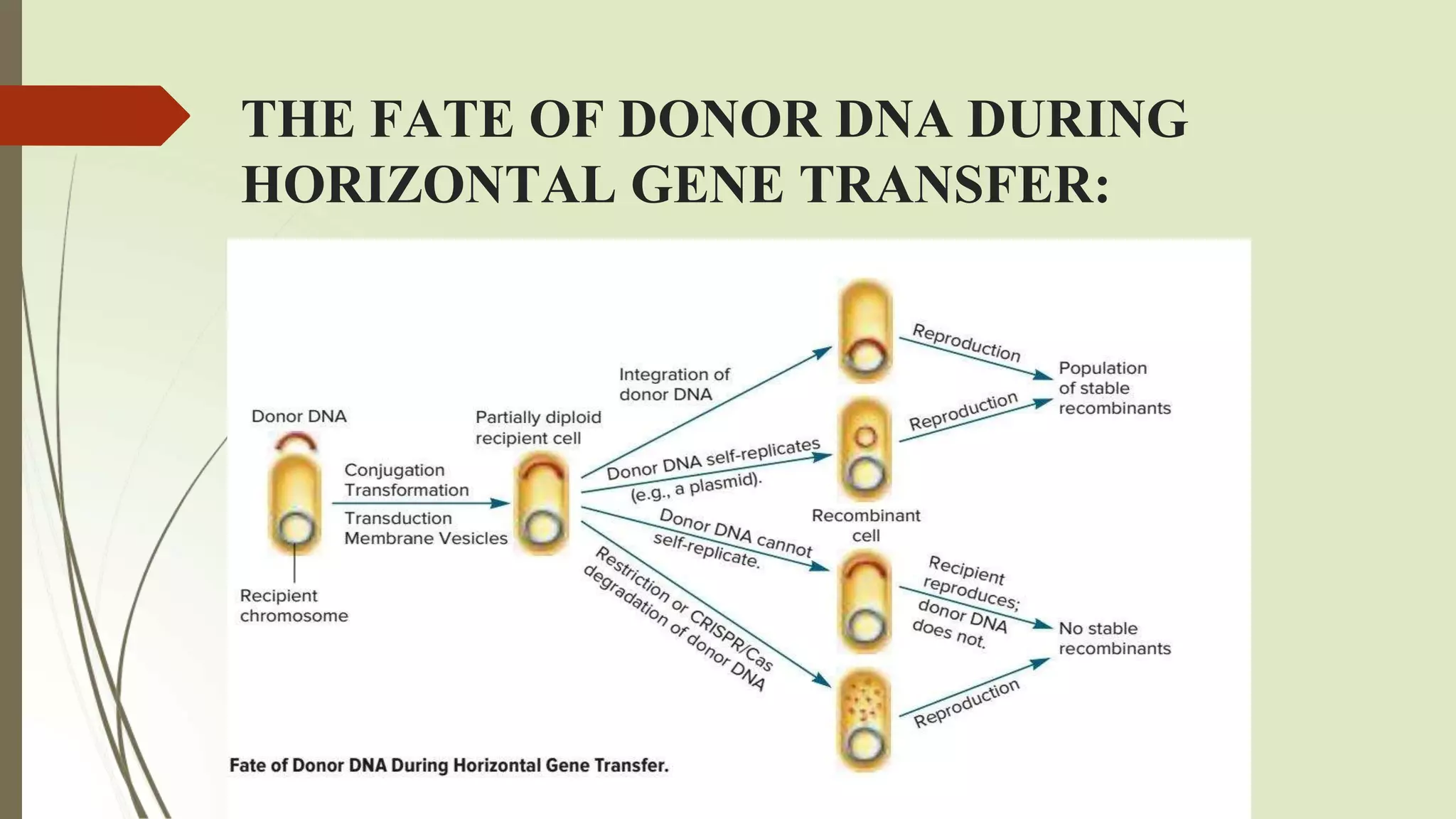 Mechanism of gene transfer.pptx