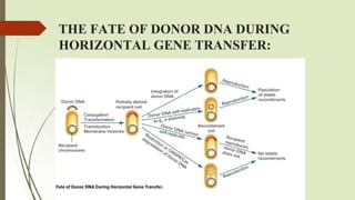 Mechanism of gene transfer.pptx