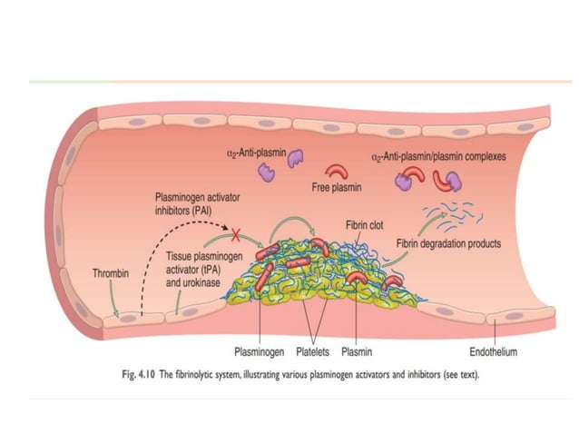 Mechanism of haemostasis , fibrinolysis and method to control ...