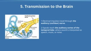 MechanismOfHearing ..pptx in medicine very detailed | PPTX