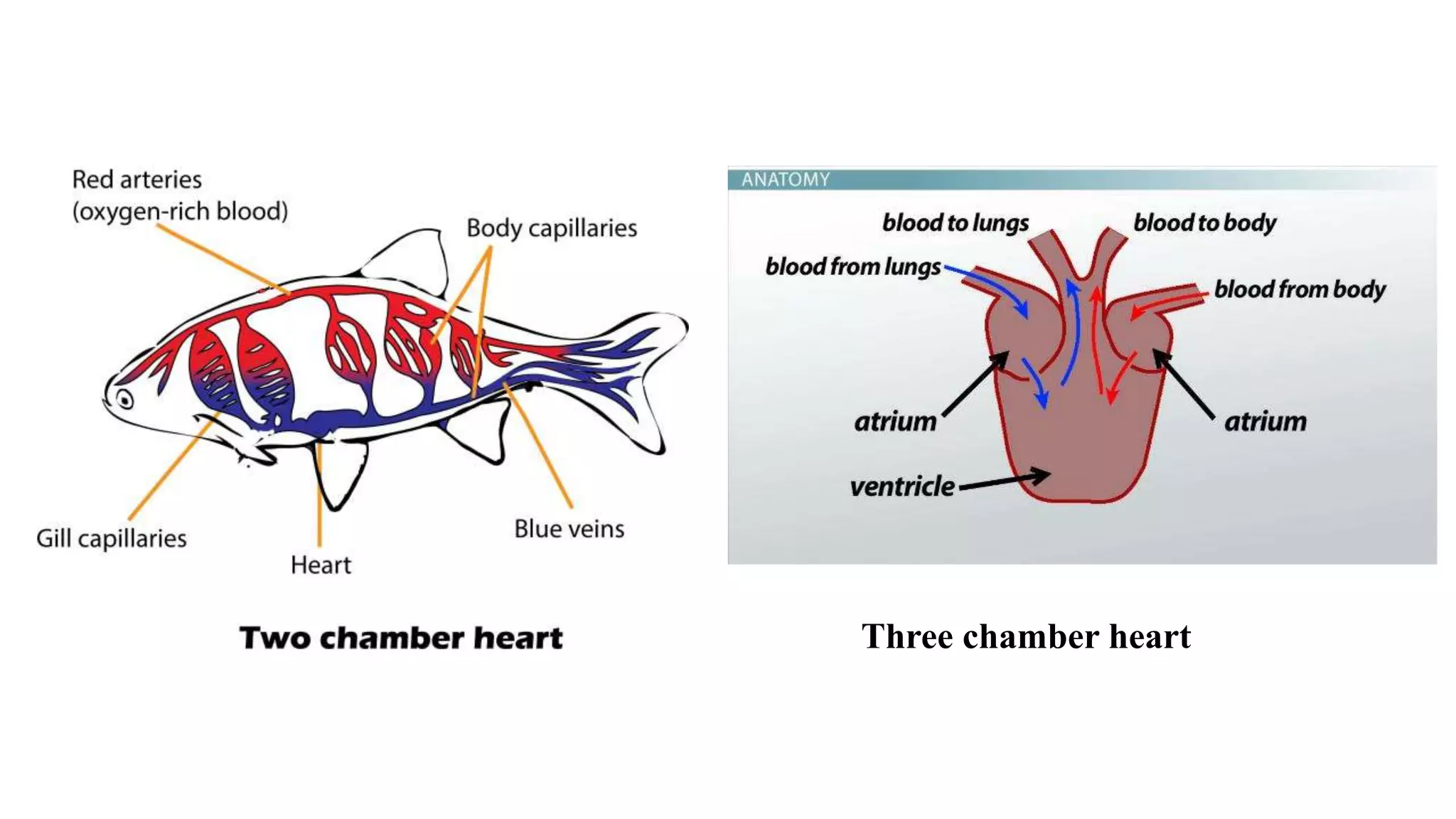 Mechanism of heart, evolution of heart, single and double circulation .pptx