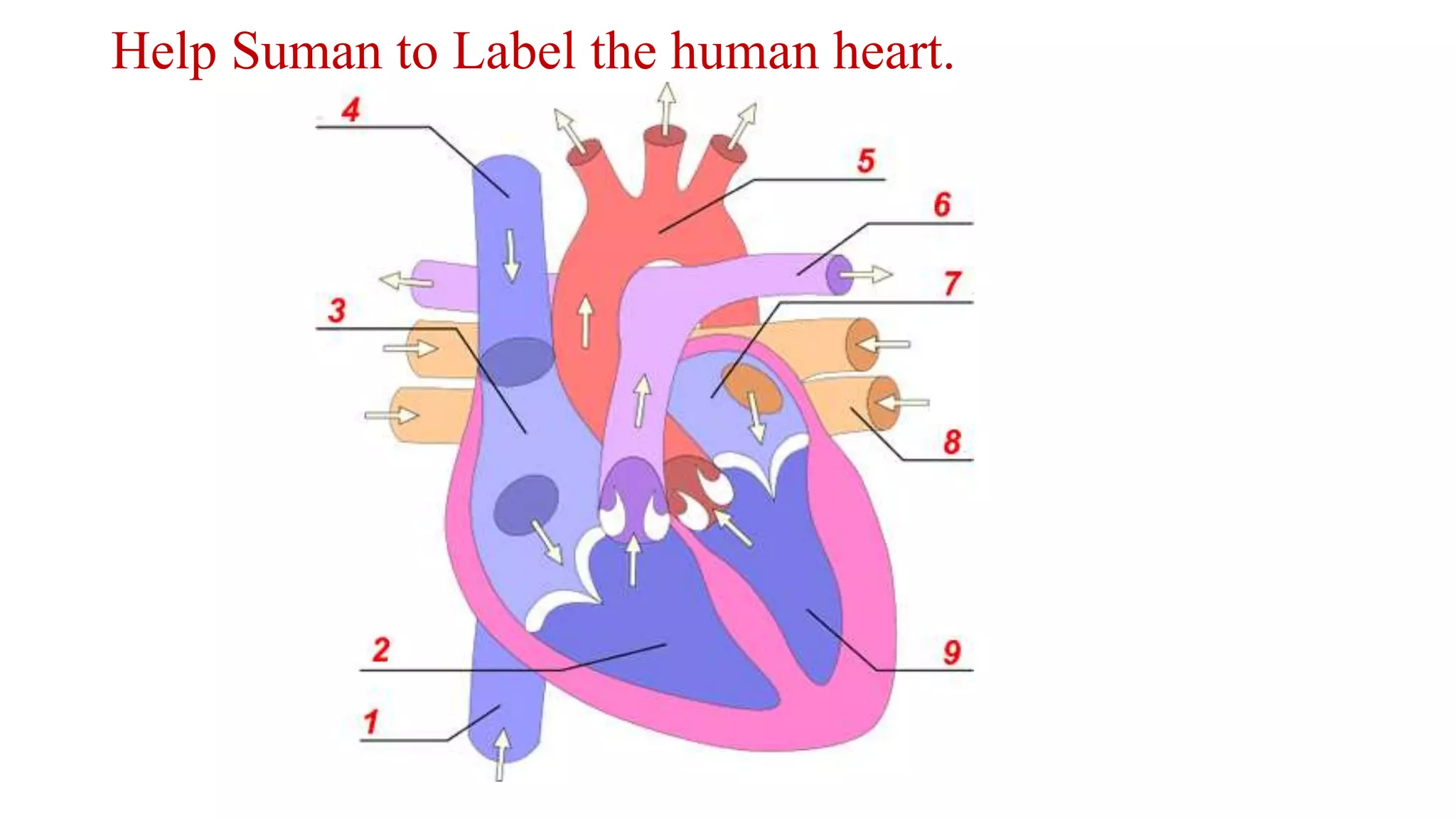 Mechanism of heart, evolution of heart, single and double circulation .pptx
