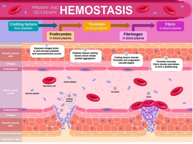 Mechanism of hemostasis copy | PPT