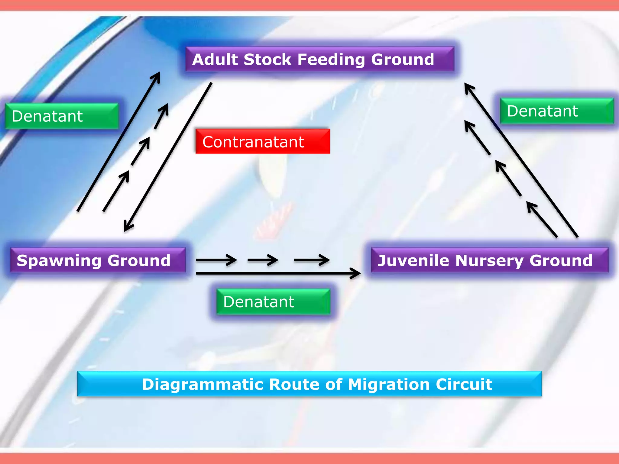 Mechanism of hilsa (tenualosa ilisha) migration and its impact to ...