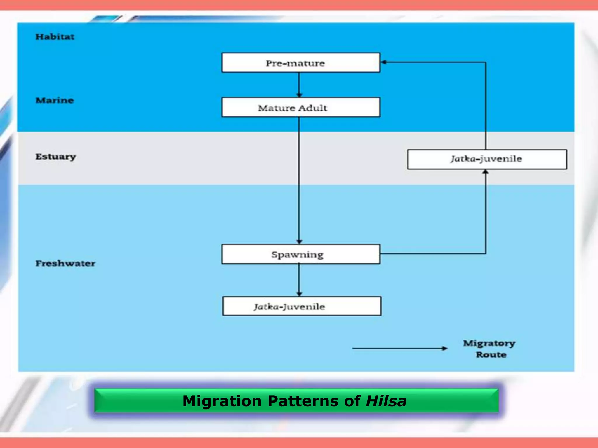 Mechanism of hilsa (tenualosa ilisha) migration and its impact to ...