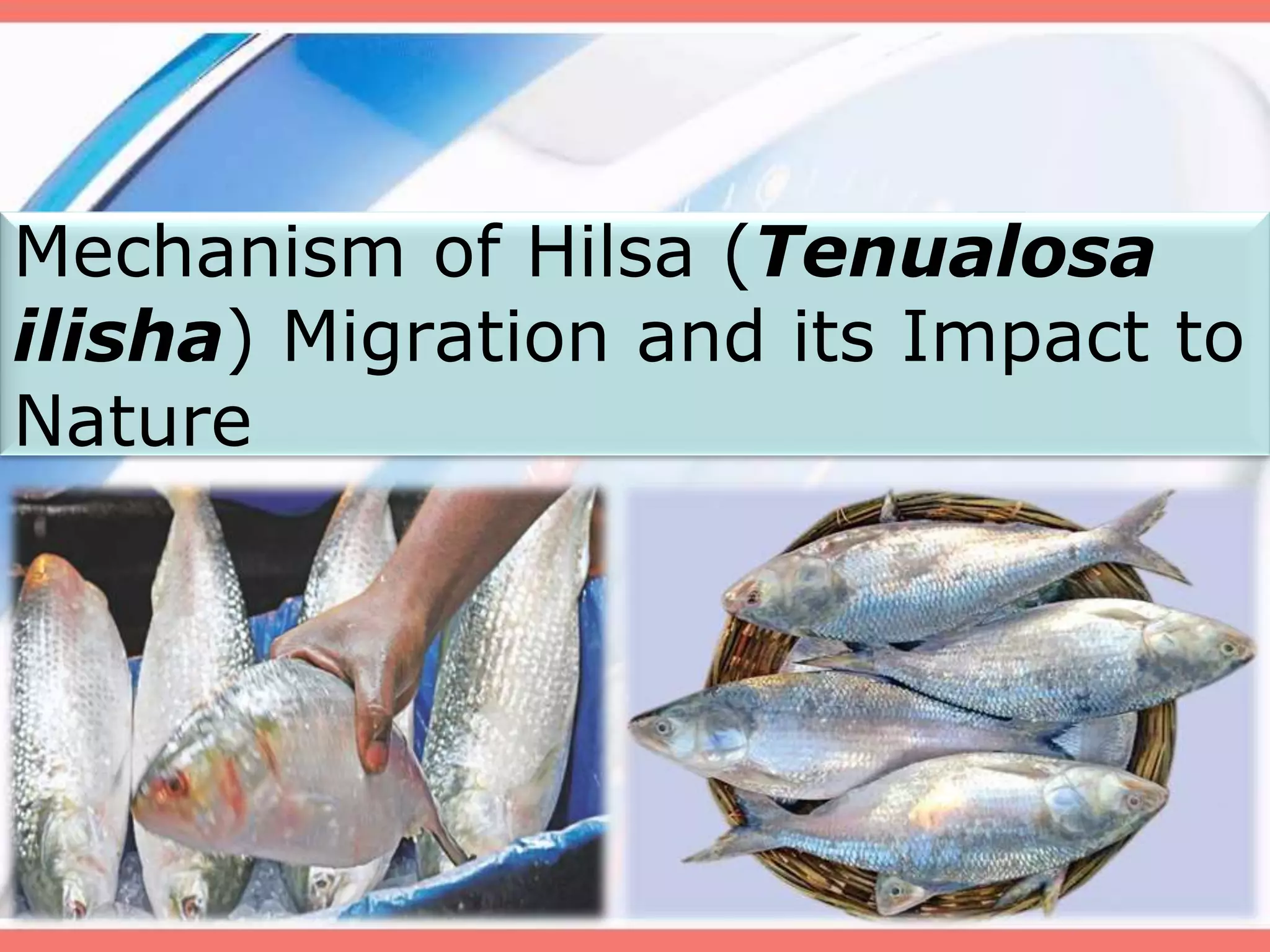 Mechanism of hilsa (tenualosa ilisha) migration and its impact to ...