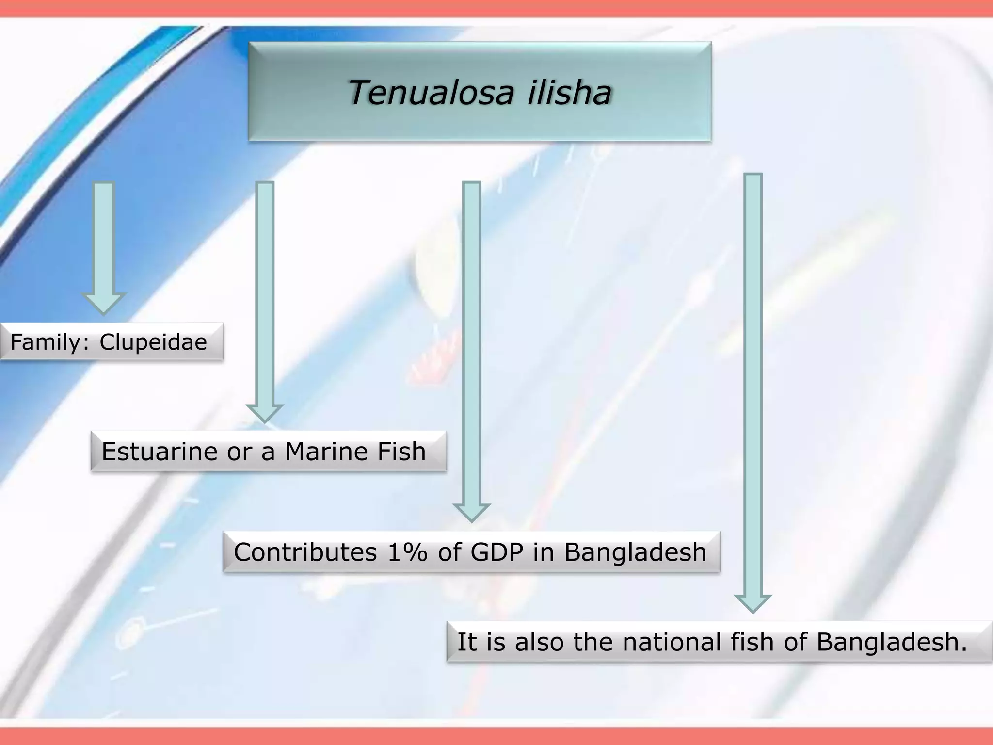 Mechanism of hilsa (tenualosa ilisha) migration and its impact to ...