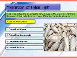 Mechanism of hilsa (tenualosa ilisha) migration and its impact to ...