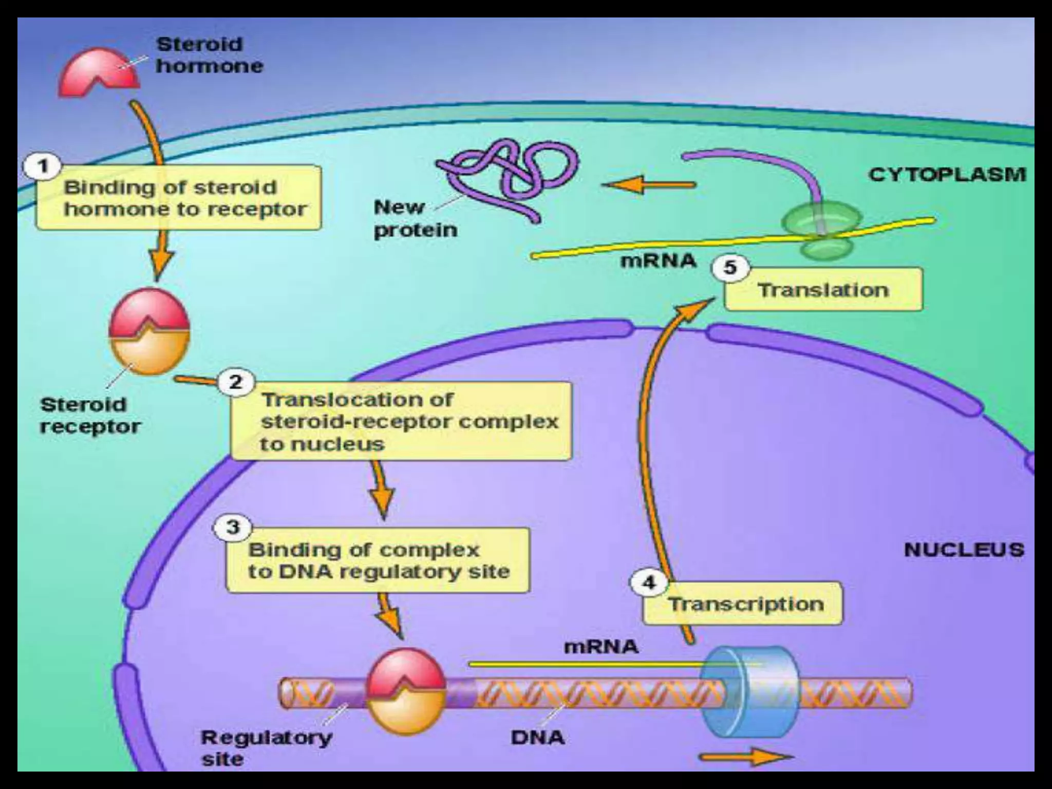 Mechanism of hormone action | PPT