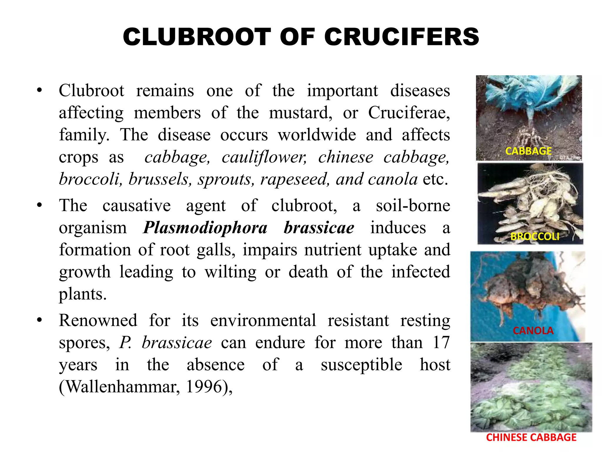 Mechanism of hypertrophy symptoms in various host pathogen interaction ...
