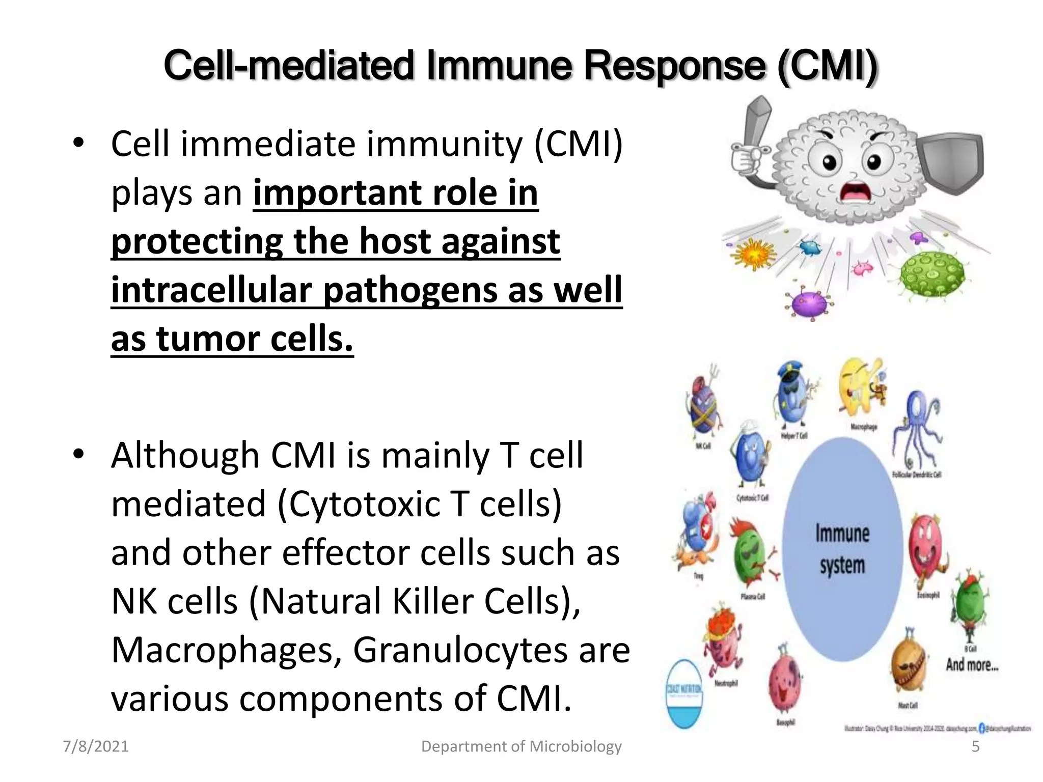 Mechanism of immune response ami and cmi | PPTX