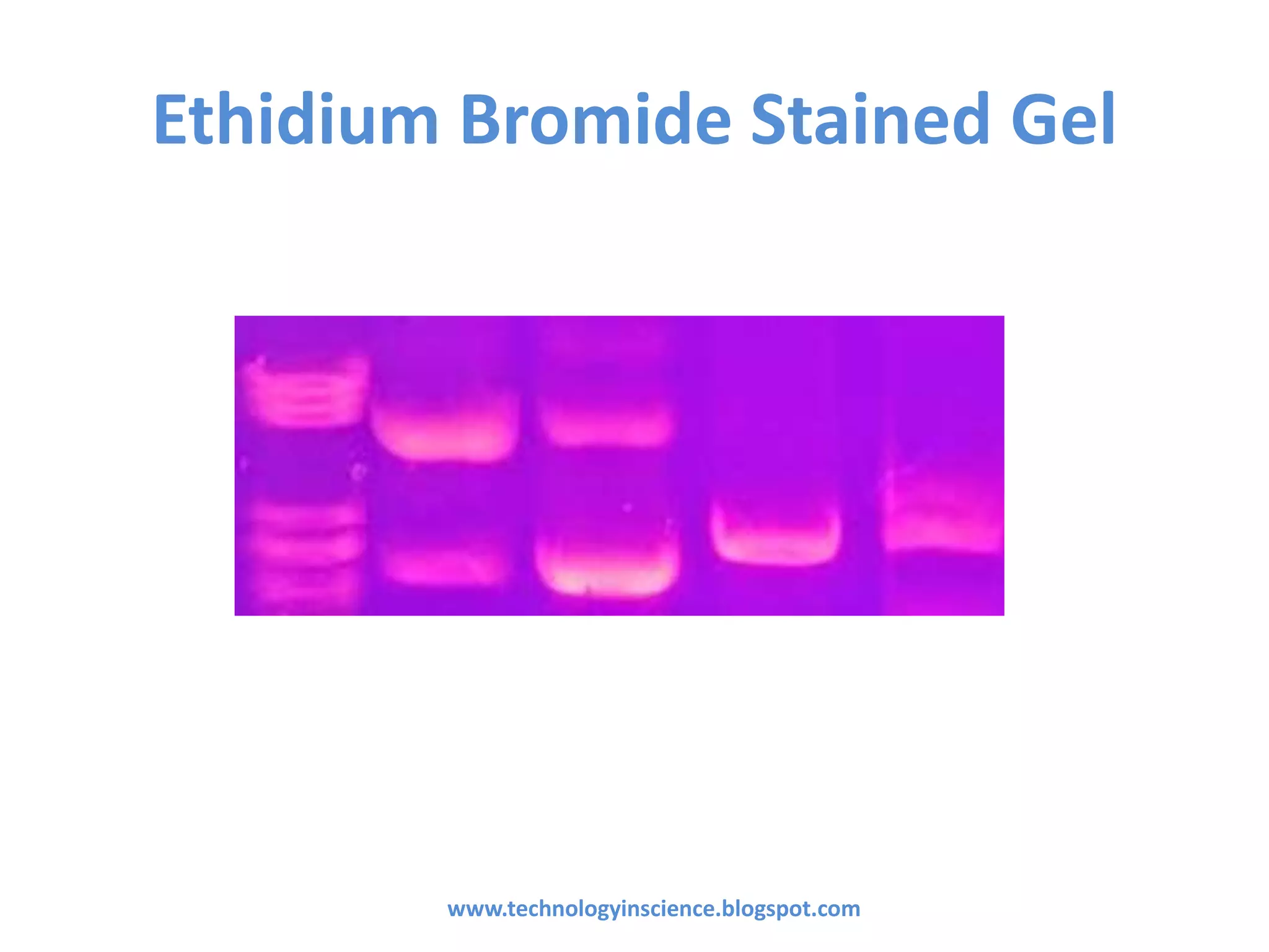 Mechanism of interaction of Ethidium Bromide (EtBr) with DNA | PPTX