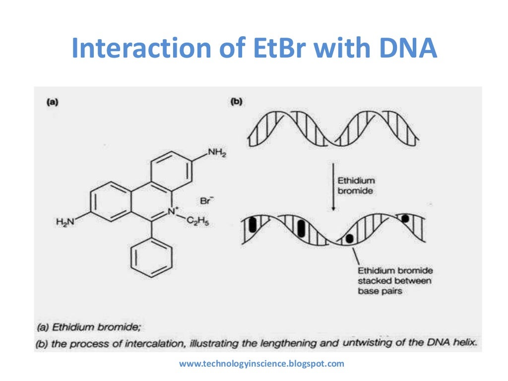 Mechanism of interaction of Ethidium Bromide (EtBr) with DNA