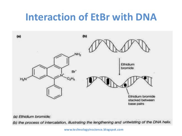 Mechanism of interaction of Ethidium Bromide (EtBr) with DNA