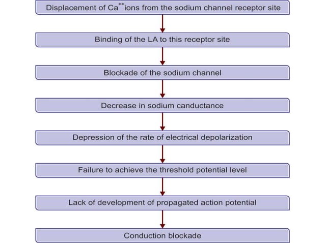 Mechanism of local anesthesia | PPTX