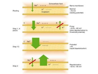 Mechanism of local anesthesia | PPTX