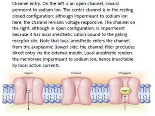 Mechanism of local anesthesia | PPTX