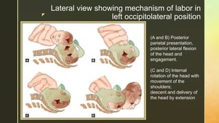 Postition of fetus and Mechanism of labor | PPTX