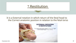MECHANISM OF LABOR.(Cardinal Movement)Mechanism of labour a series of ...