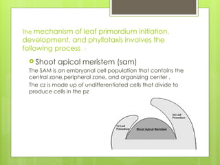 Mechanism of leaf primordium initiation,.pptx