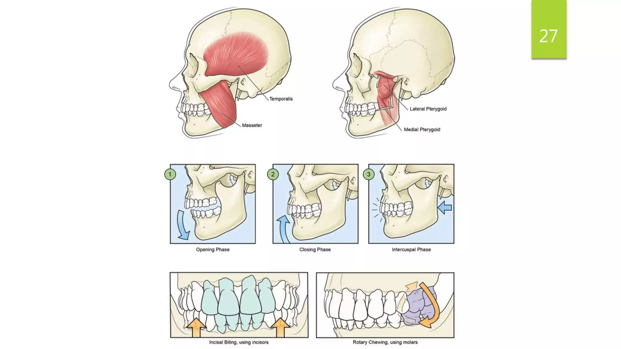 Mechanism of mastication | PPTX
