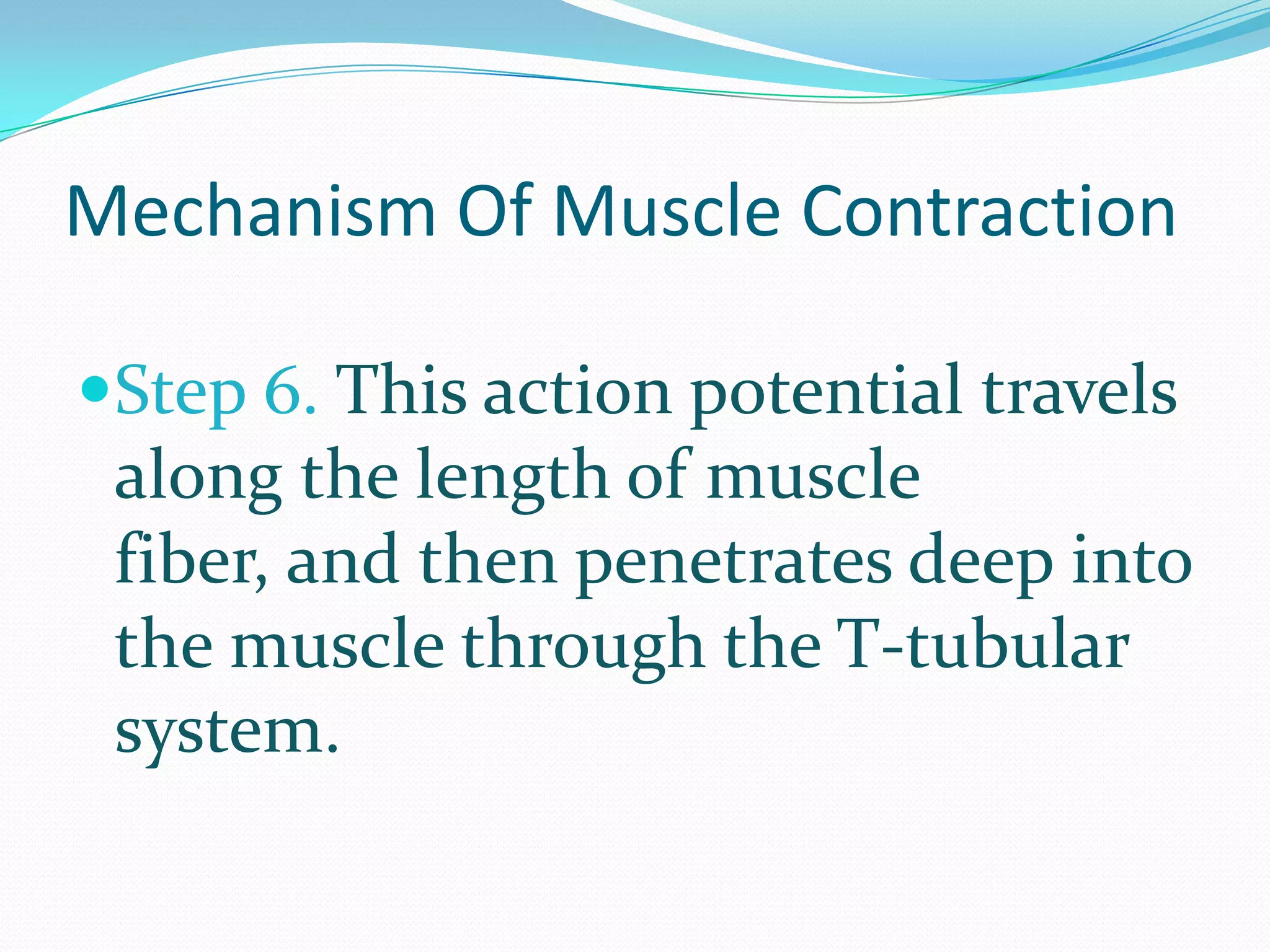 Mechanism of muscle contraction | PPTX
