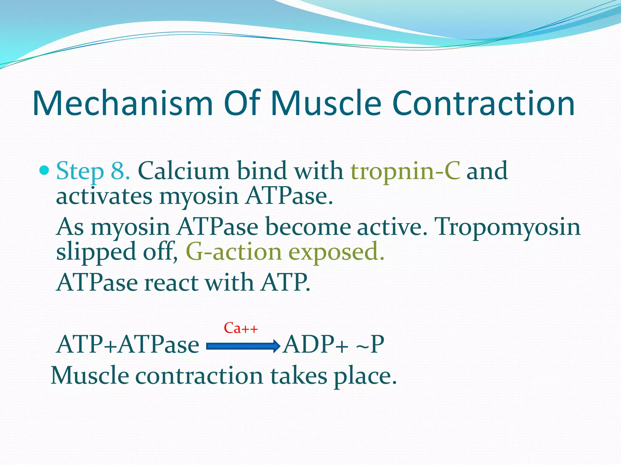 Mechanism of muscle contraction | PPTX