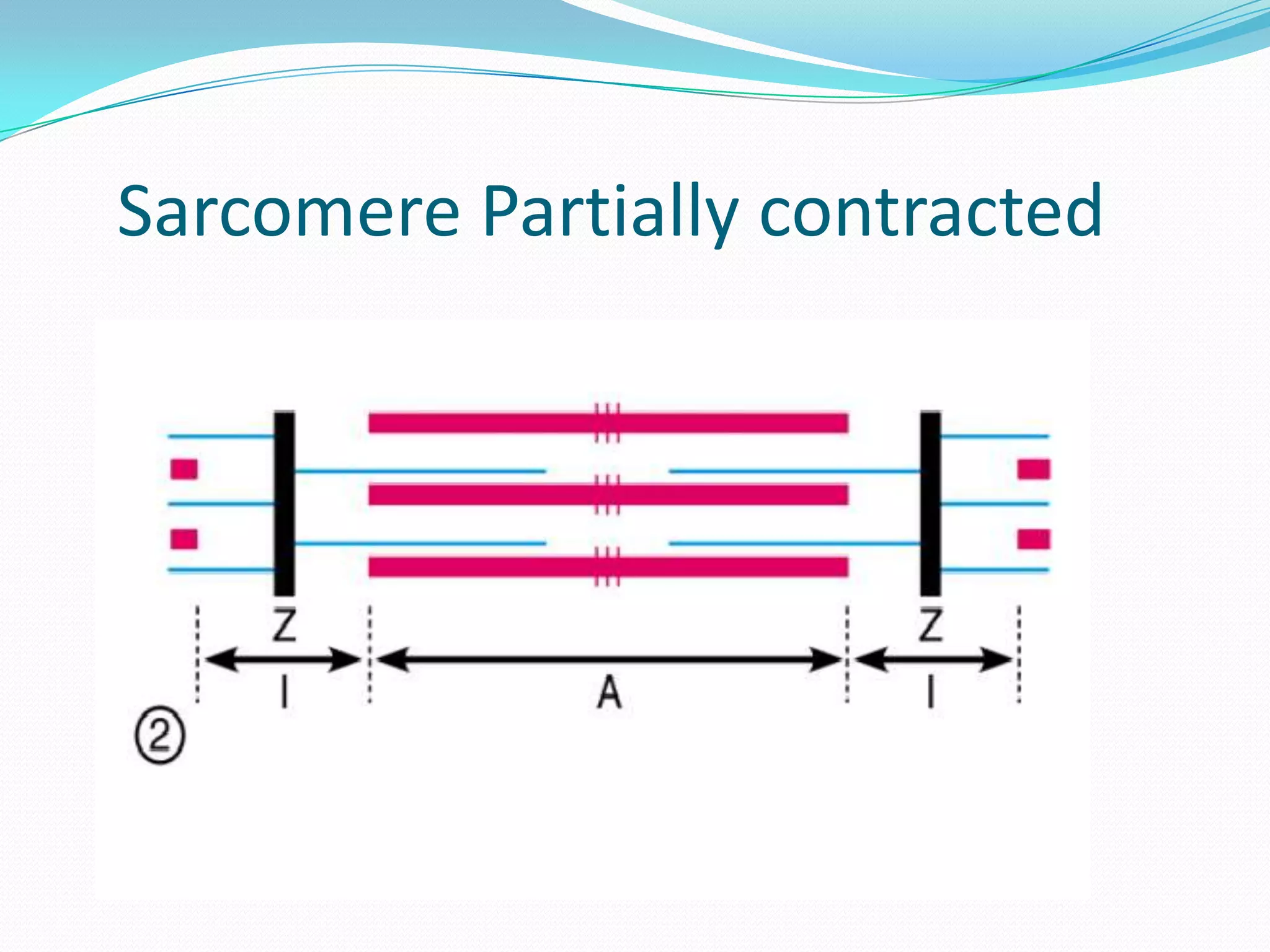 Mechanism of muscle contraction | PPTX