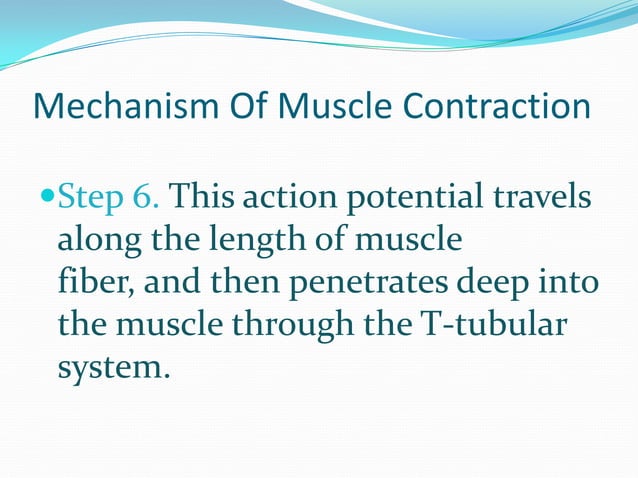 Mechanism of muscle contraction | PPTX | Biological Sciences | Science