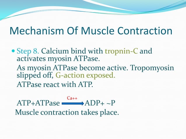 Mechanism of muscle contraction | PPTX | Biological Sciences | Science