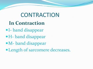 Mechanism of muscle contraction | PPTX