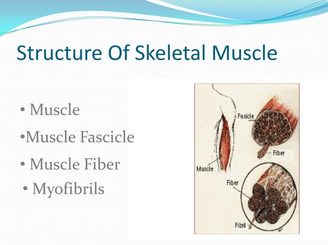 Mechanism of muscle contraction | PPTX | Biological Sciences | Science