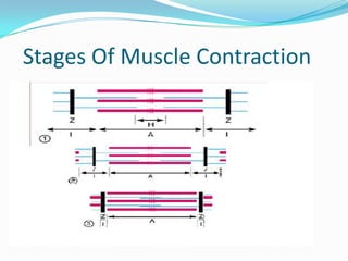 Mechanism of muscle contraction | PPTX