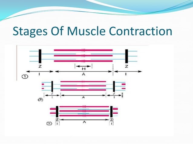 Mechanism of muscle contraction | PPTX | Biological Sciences | Science