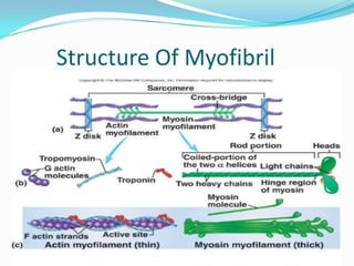 Mechanism of muscle contraction | PPTX