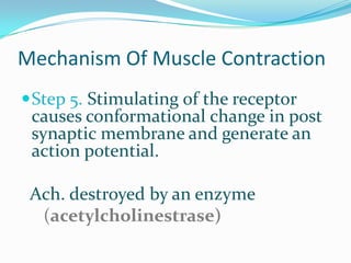 Mechanism of muscle contraction | PPTX