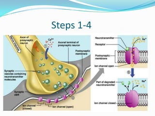 Steps Of Muscle Contraction Diagram