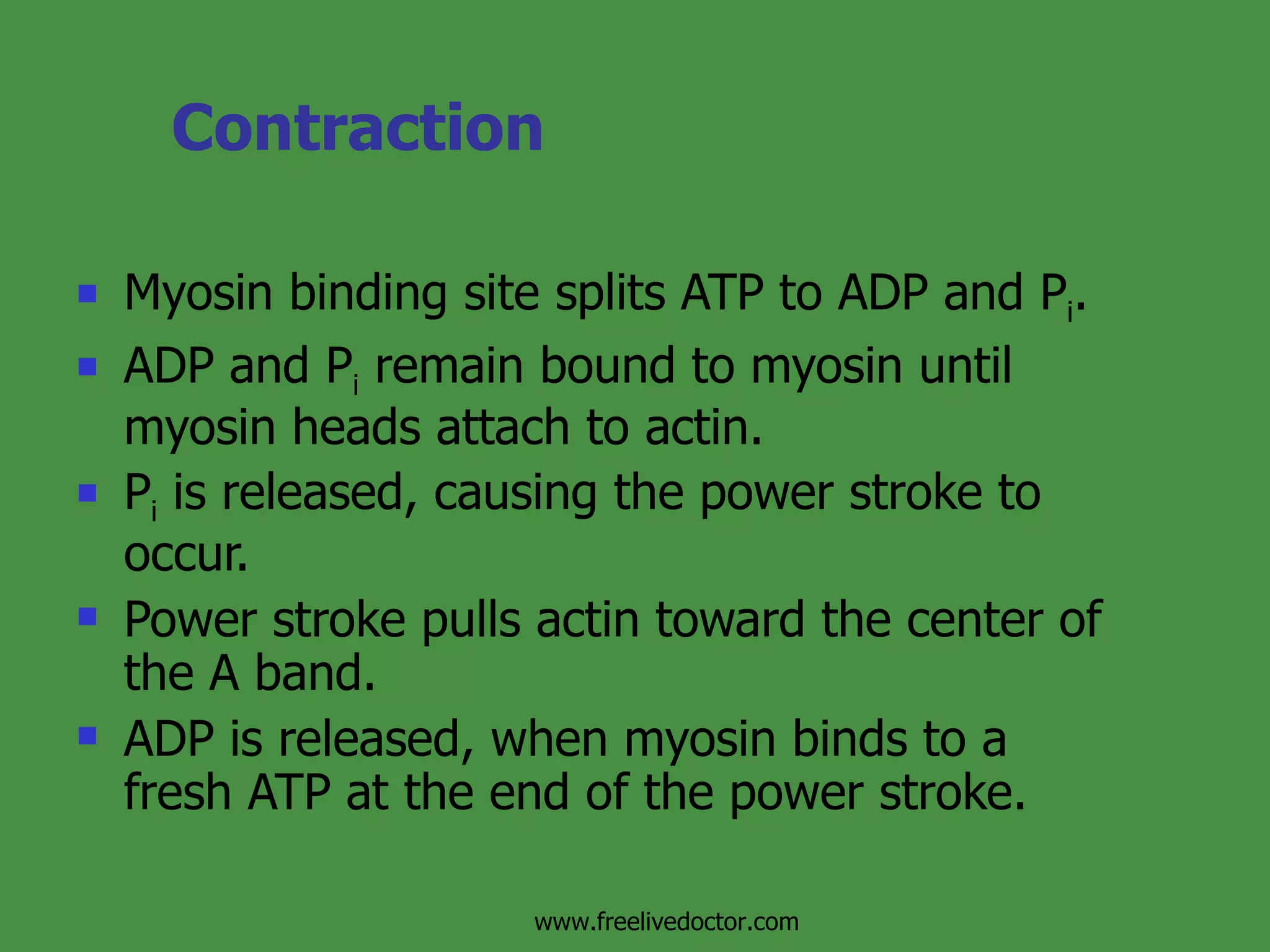 Mechanism Of Muscle Contraction&Neural Control | PPT