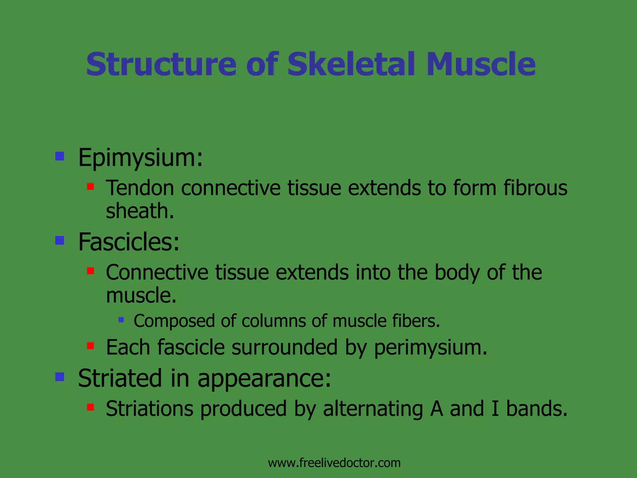 Mechanism Of Muscle Contraction&Neural Control | PPT