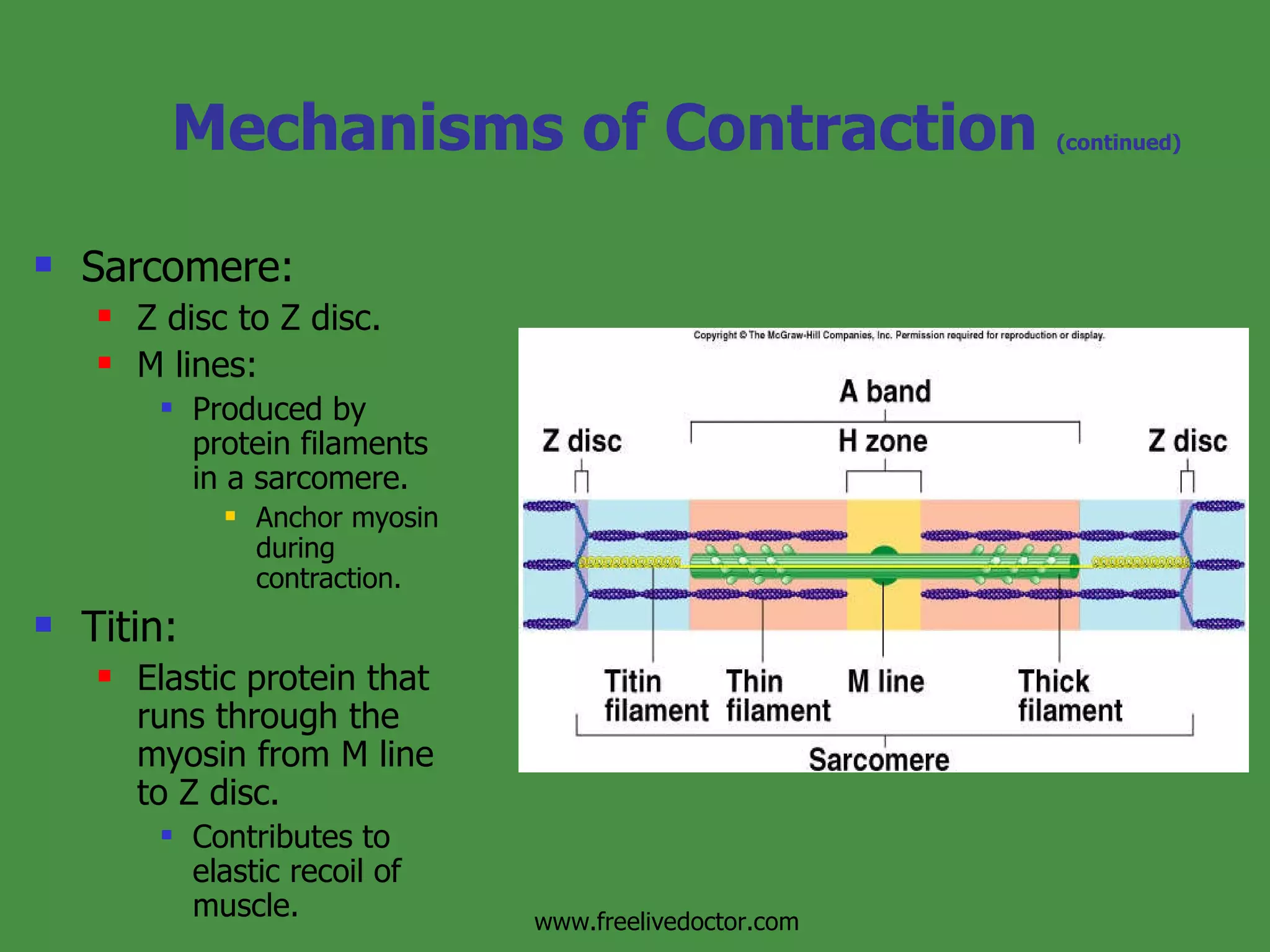 Mechanism Of Muscle Contraction&Neural Control | PPT