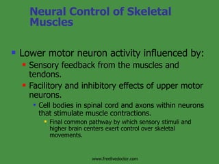 Mechanism Of Muscle Contraction&Neural Control | PPT