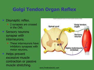 Mechanism Of Muscle Contraction&Neural Control | PPT